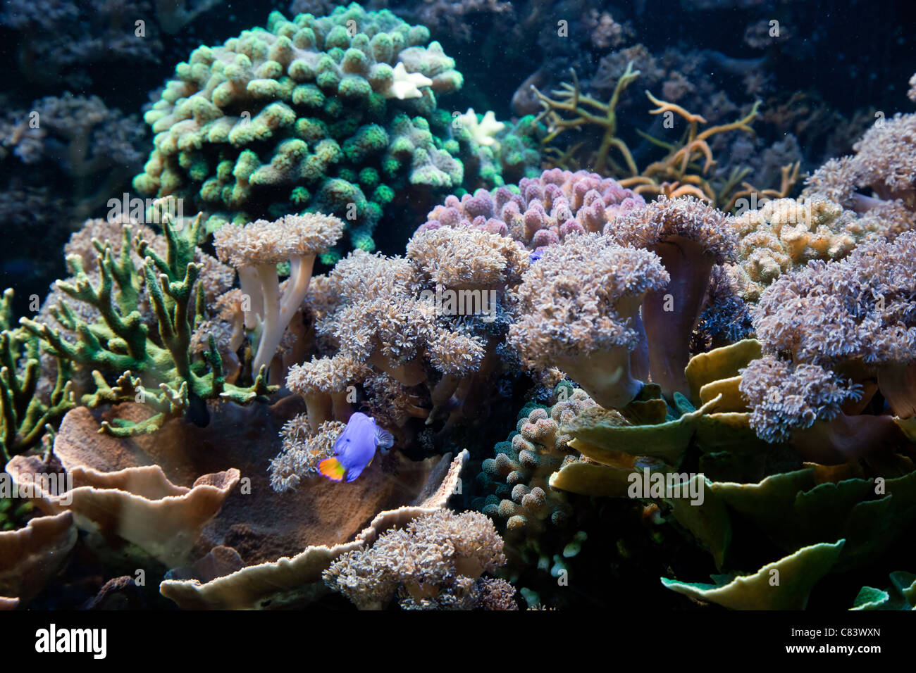 Underwater life, Fish, coral reef in ocean Stock Photo - Alamy