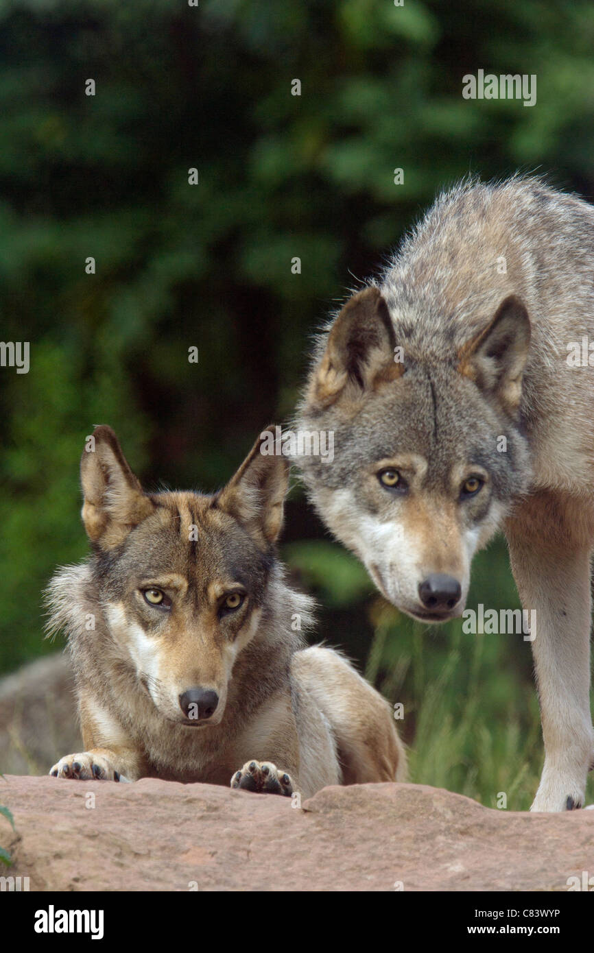 two gray wolves / Canis lupus Stock Photo - Alamy