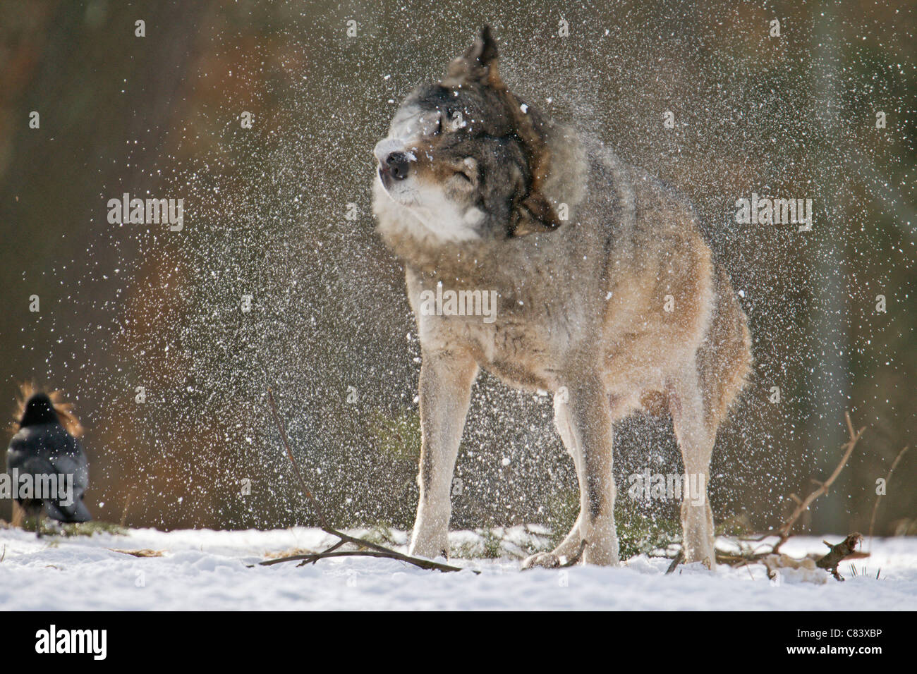 gray wolf - shaking itserlf / Canis lupus Stock Photo - Alamy