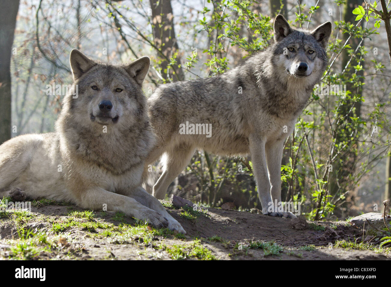 two gray wolves / Canis lupus Stock Photo - Alamy