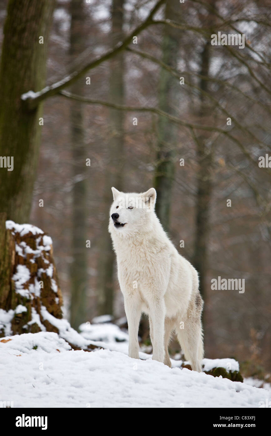Arctic Wolf (Canis lupus arctos). Adult standing in snow Stock Photo ...