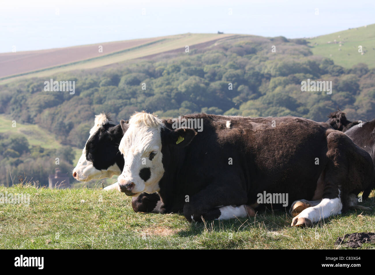 Cows resting sat position on Purbeck hill top with country hills in the ...