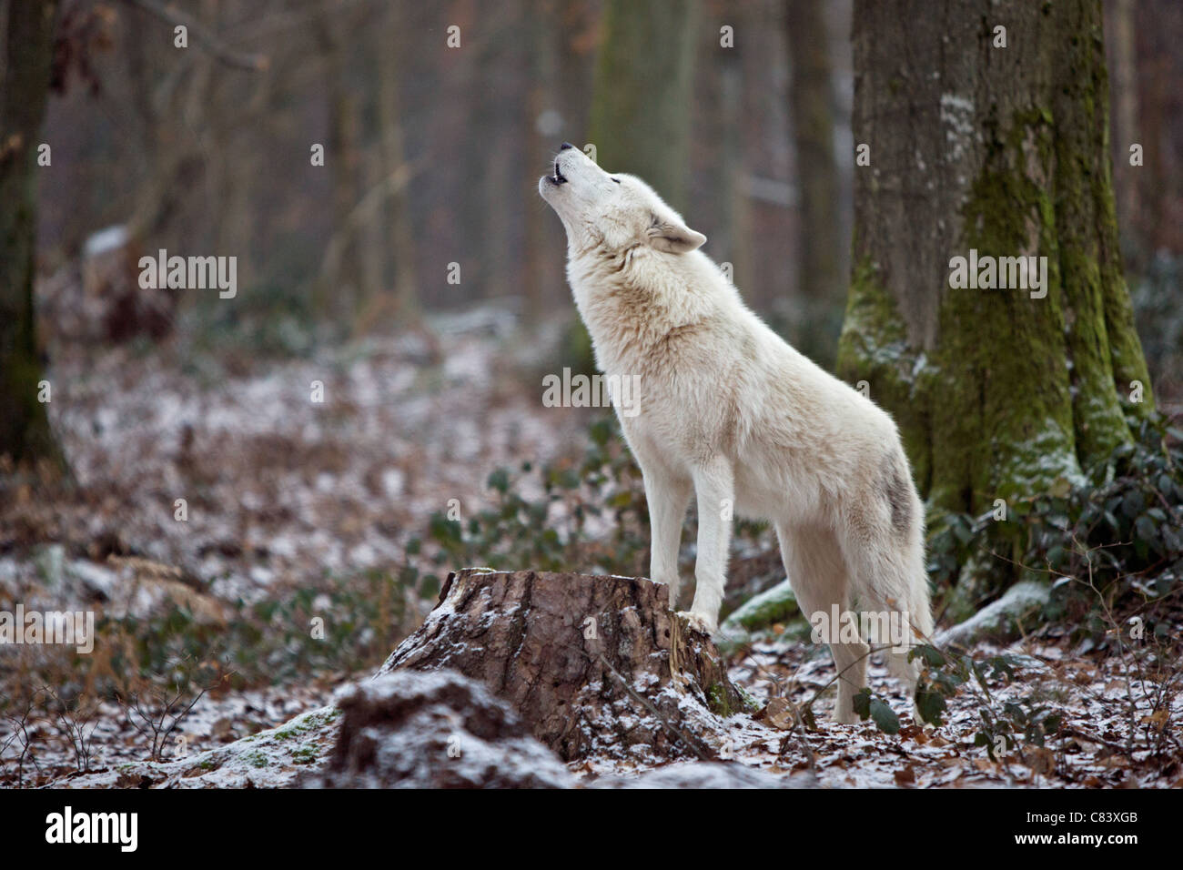 Arctic wolf in forest howling hi-res stock photography and images - Alamy