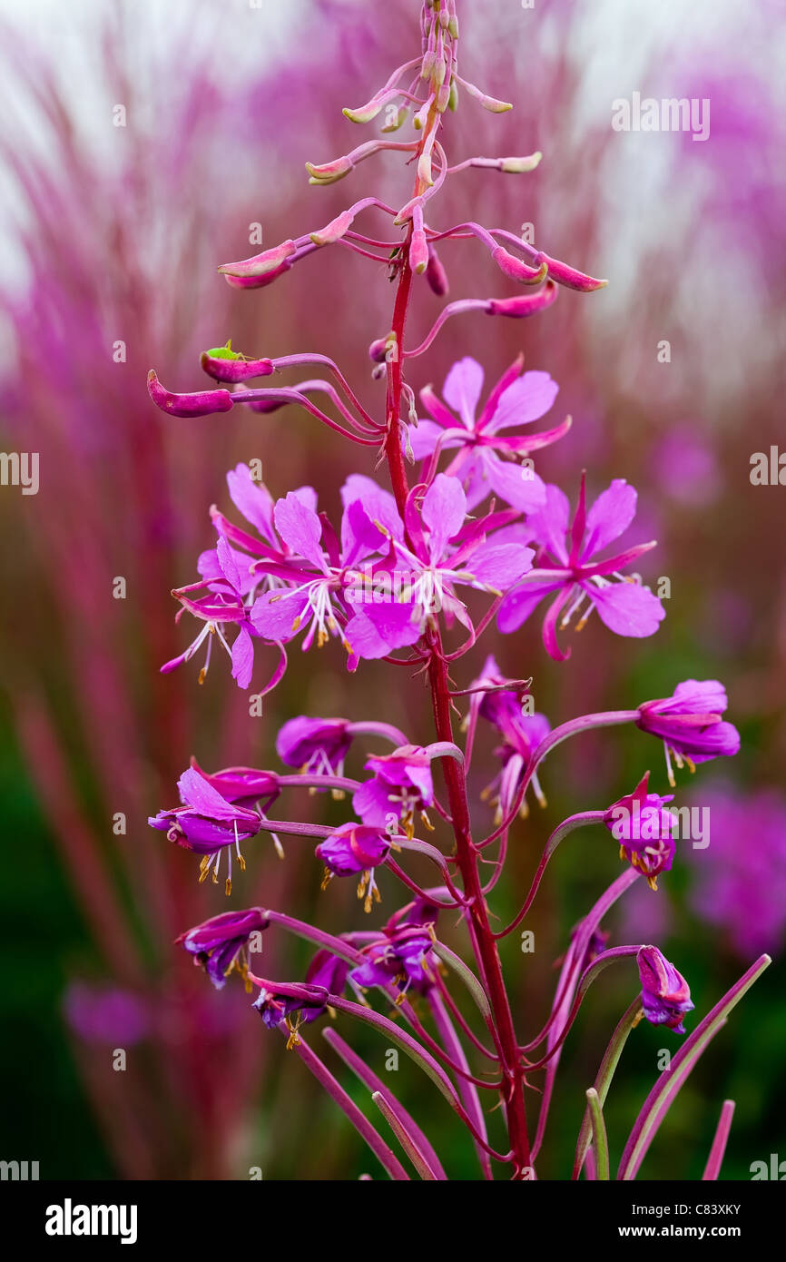 Flowering spikes of fireweed Stock Photo - Alamy
