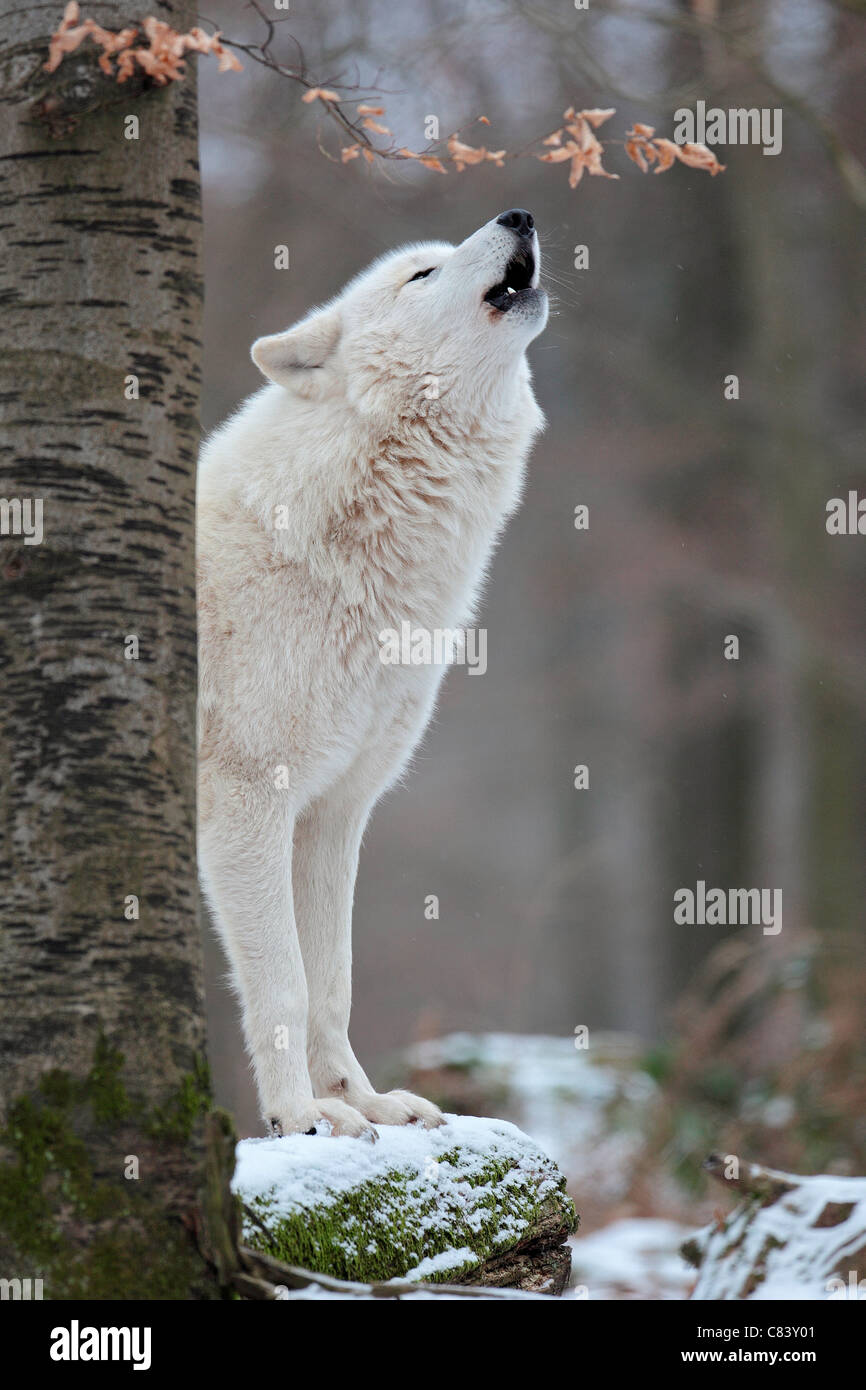 Arctic wolf in forest howling hi-res stock photography and images - Alamy