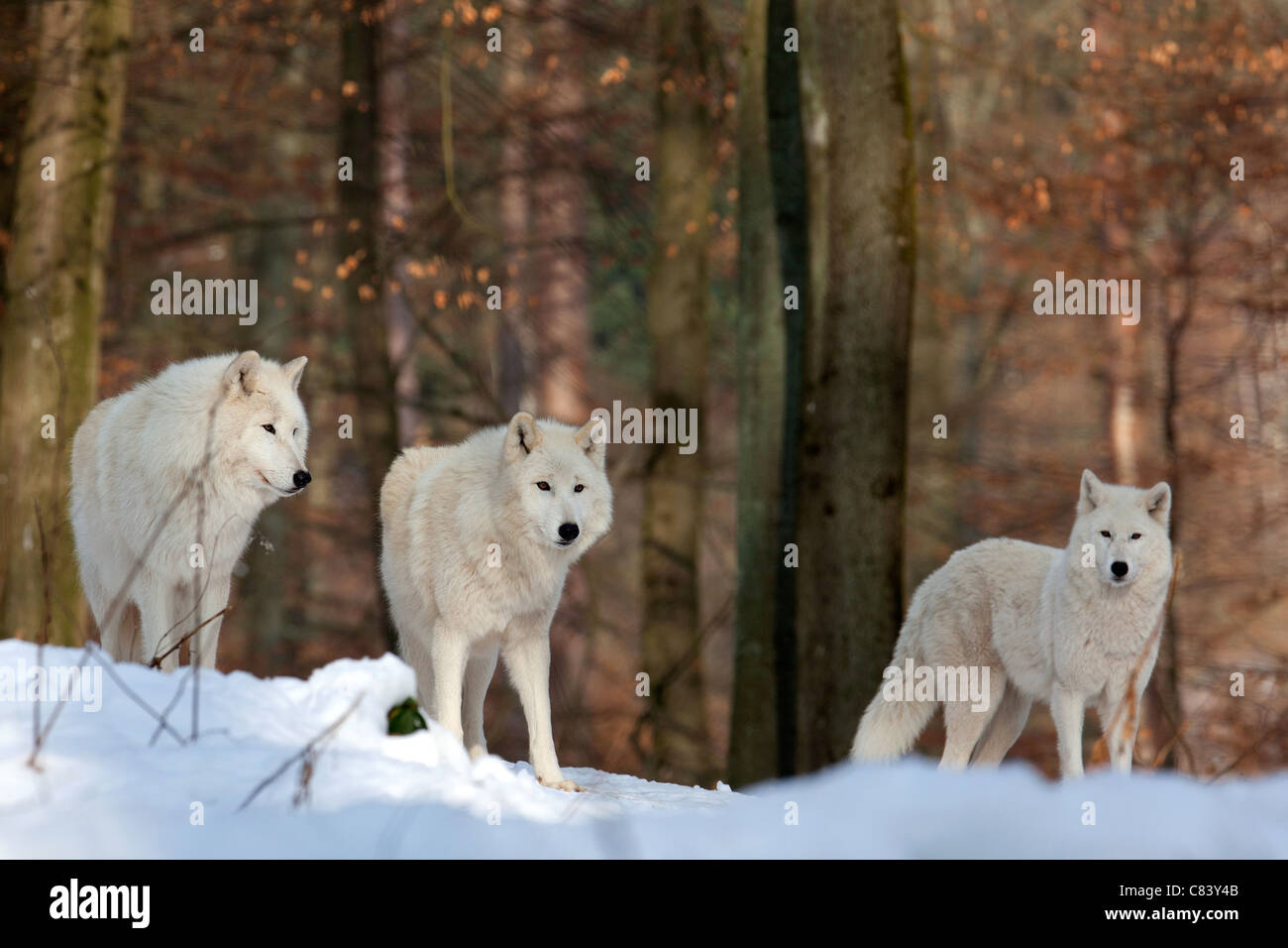 three Arctic Wolves in snow / Canis lupus arctos Stock Photo - Alamy
