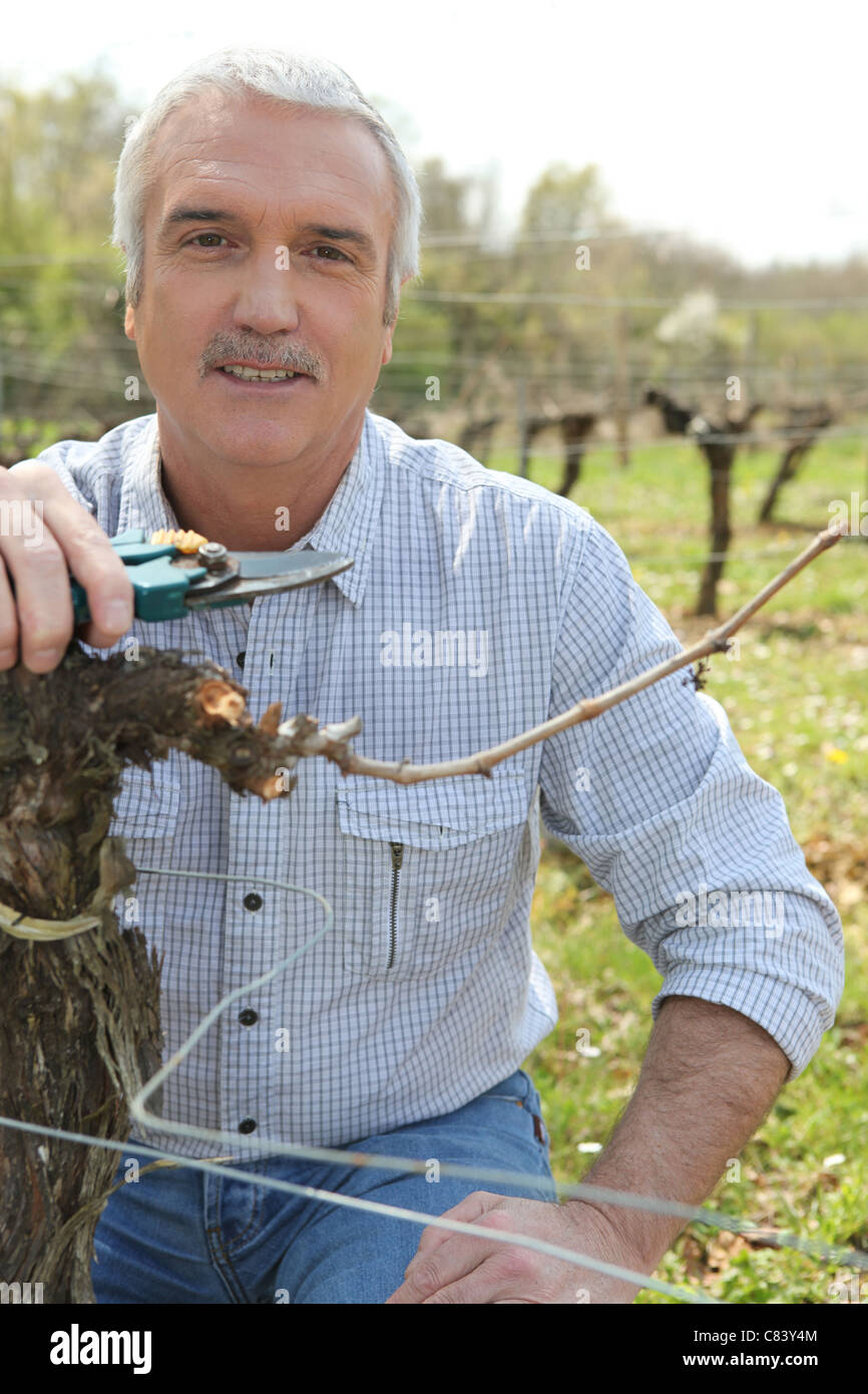 Man pruning grapevines Stock Photo - Alamy