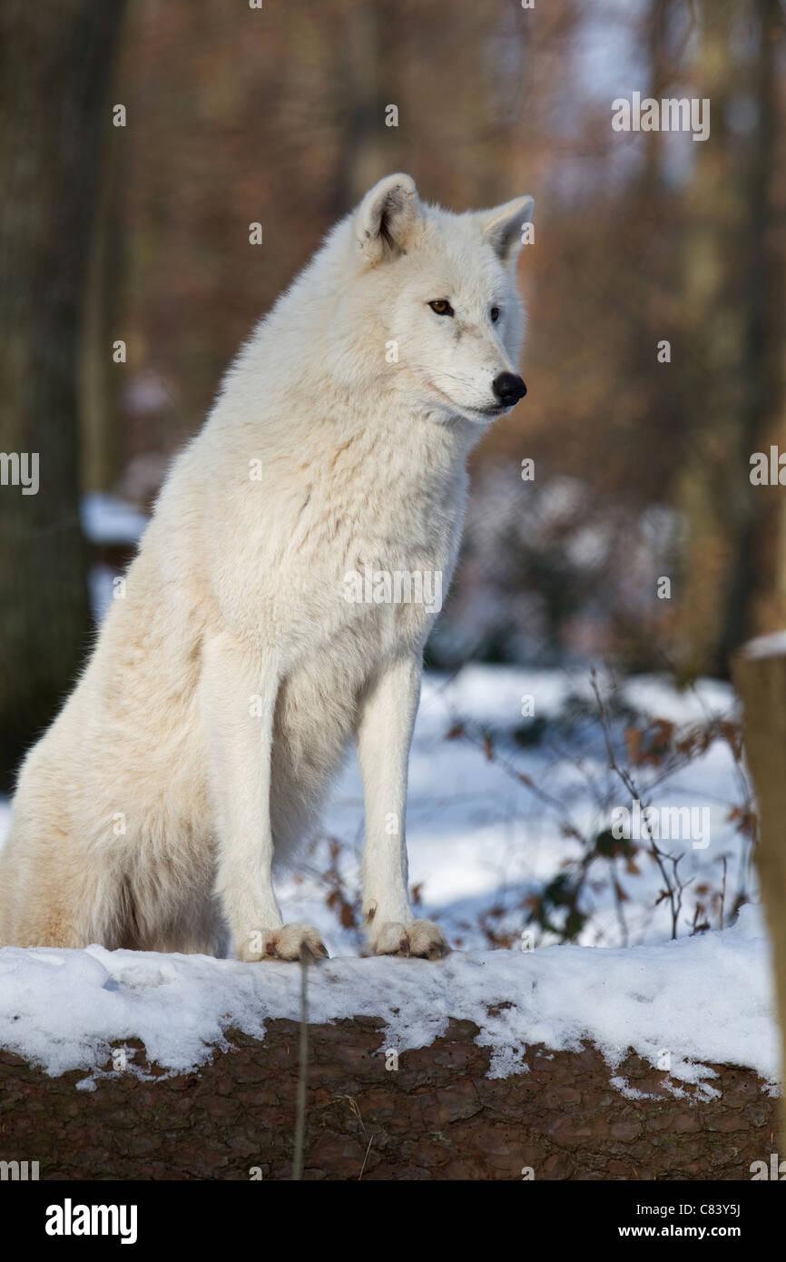 Arctic wolf standing in trees hi-res stock photography and images - Alamy
