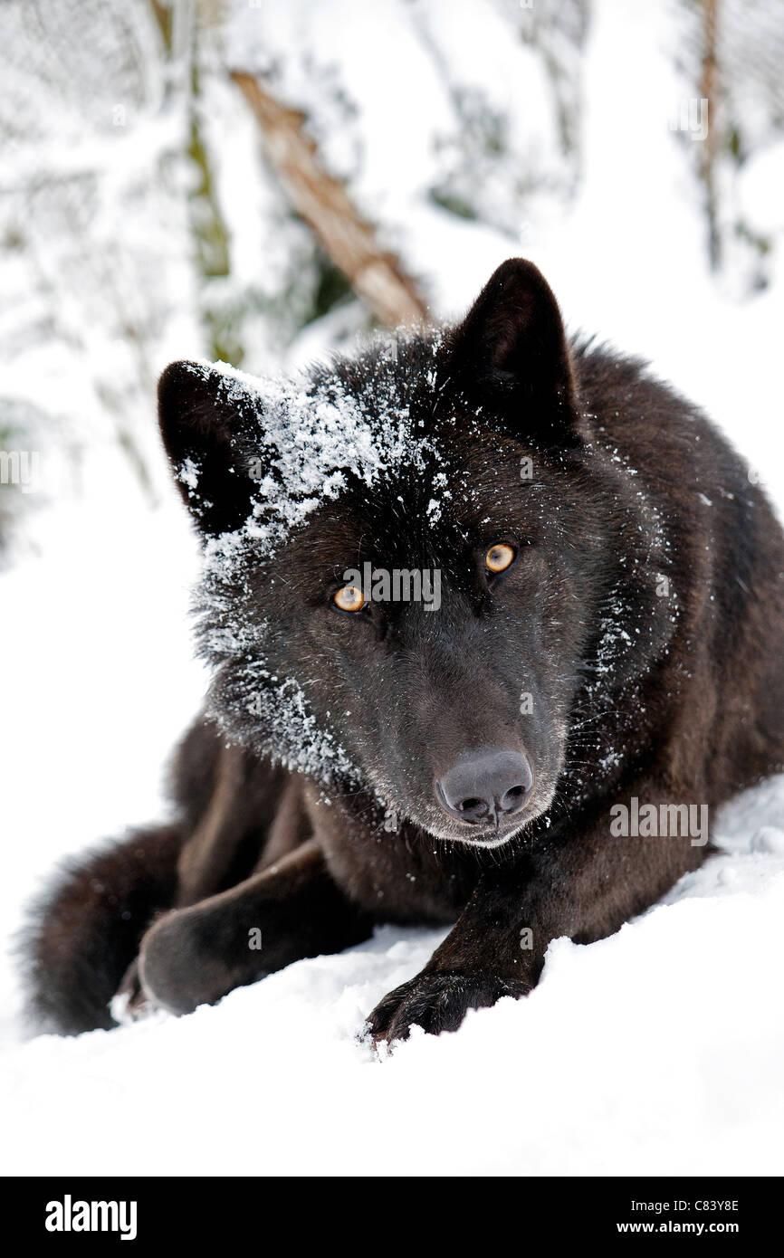 Eastern Wolf - lying in snow / Canis lycaon Stock Photo - Alamy