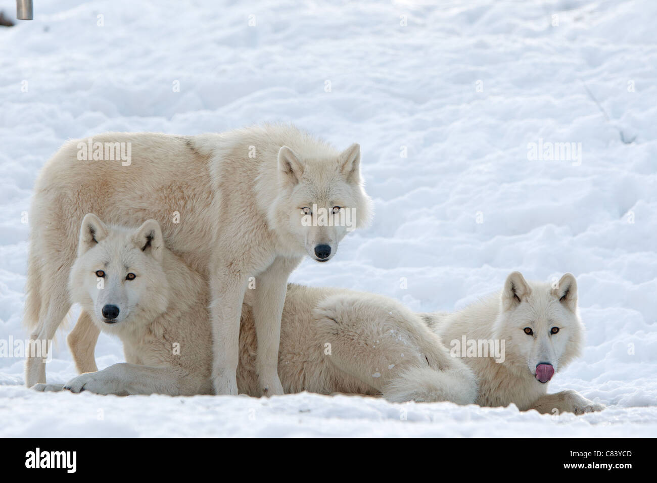 three Arctic Wolves in snow / Canis lupus arctos Stock Photo - Alamy