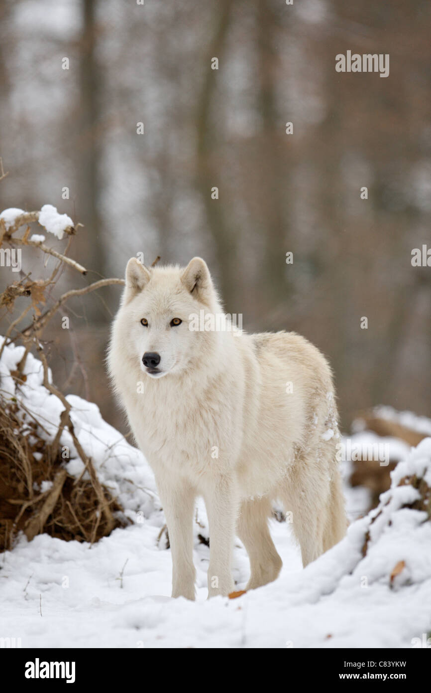Arctic Wolf Standing In Trees Stock Photos & Arctic Wolf Standing In ...