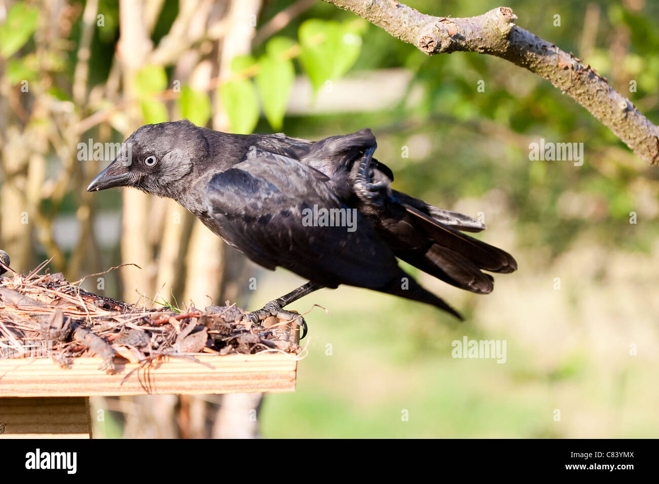 Carrion Crow Juvenile Stretching Leg on Pile of Autumn Leaves Stock ...