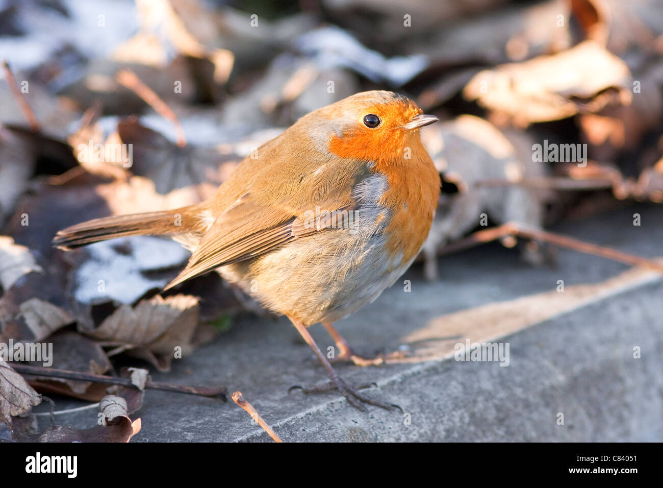 Redbreast hi-res stock photography and images - Alamy