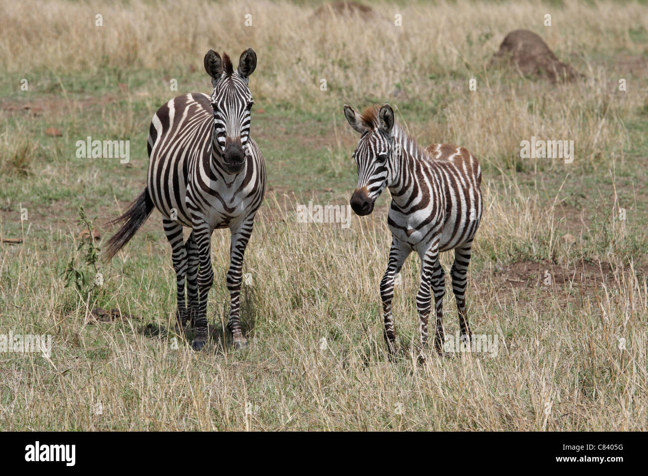 Plains zebra and cub hi-res stock photography and images - Alamy