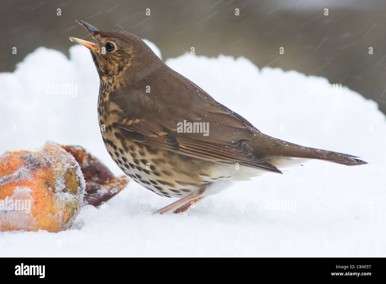 Speckled thrush hi-res stock photography and images - Alamy