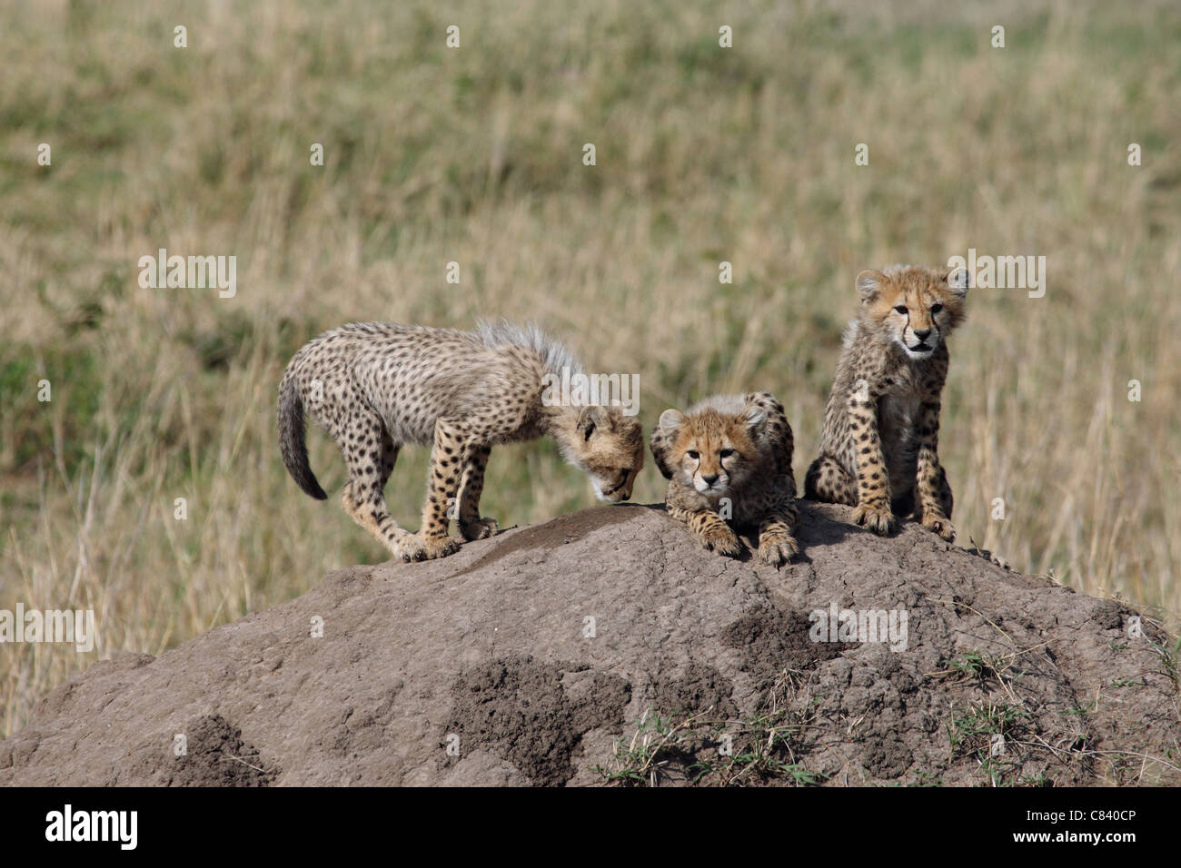 Cheetah - three cubs / Acinonyx jubatus Stock Photo - Alamy