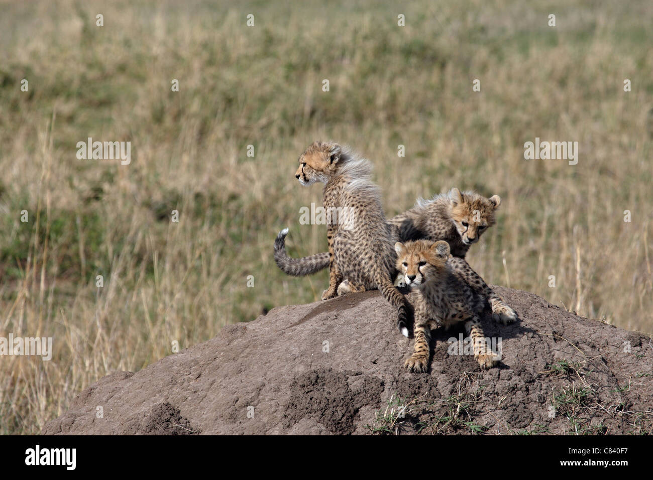 Cheetah - three cubs / Acinonyx jubatus Stock Photo - Alamy