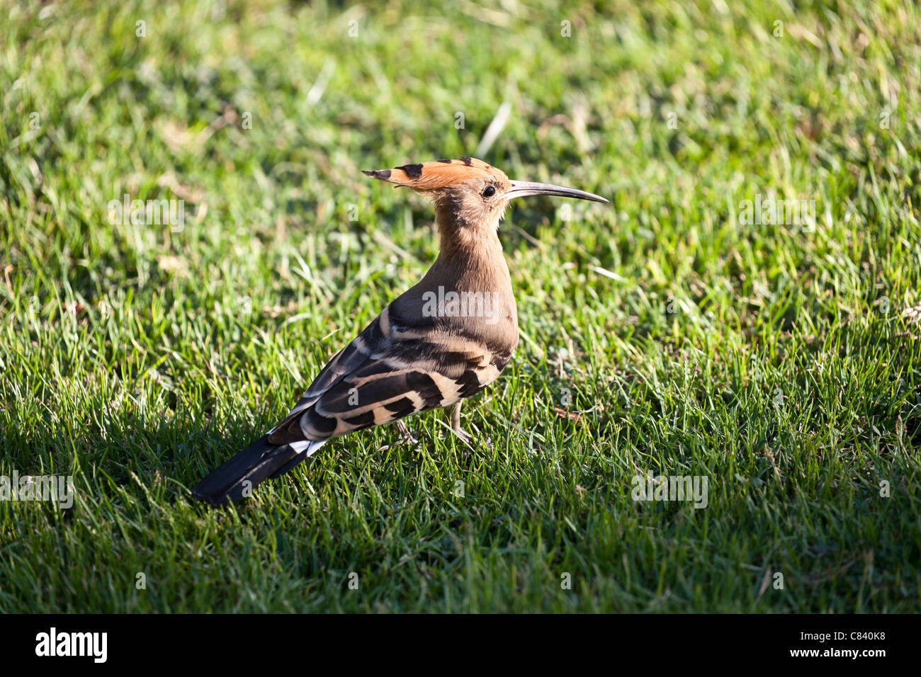 Hoopoe bird hi-res stock photography and images - Alamy