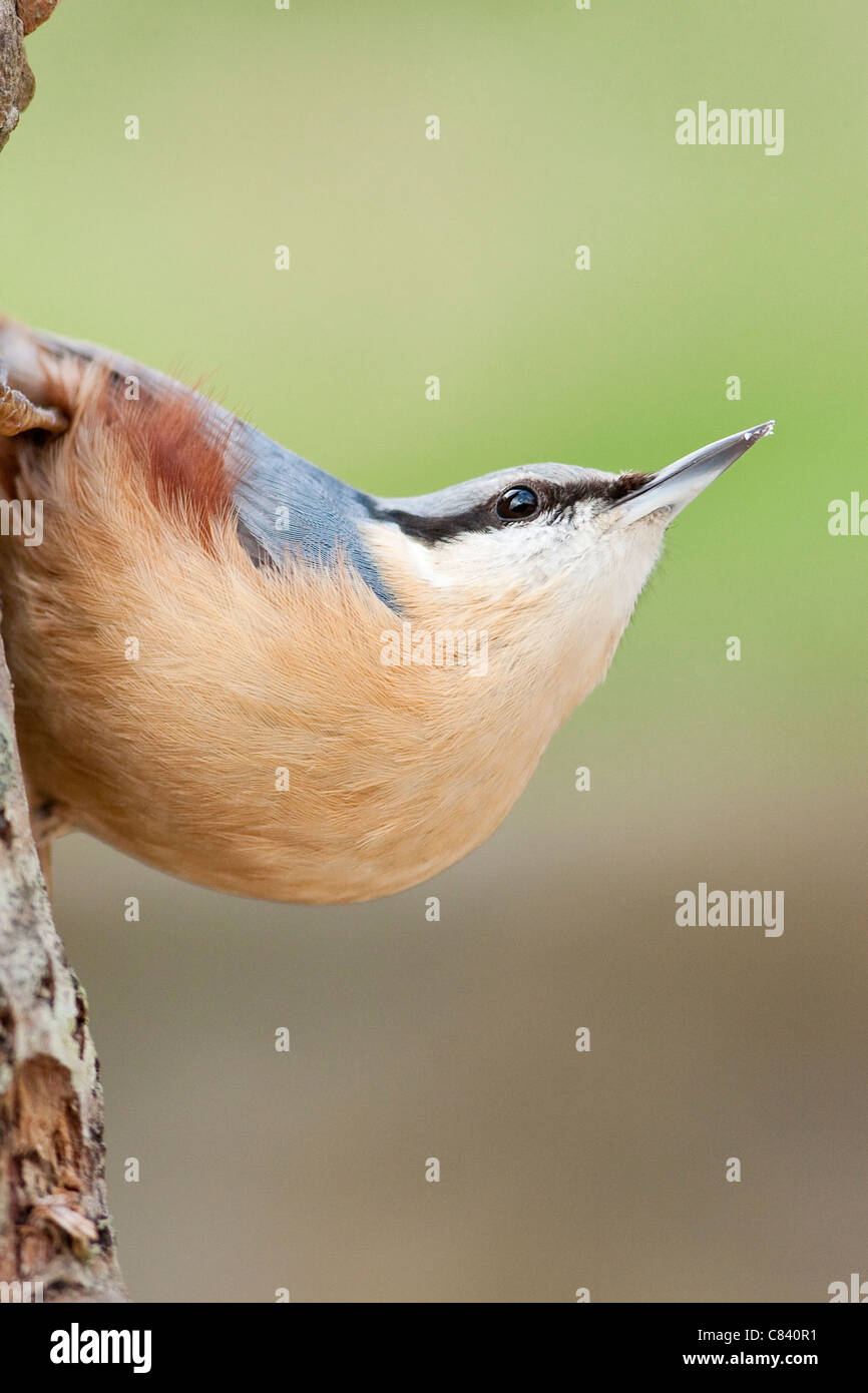 Nuthatch Looking to the Sky Stock Photo - Alamy