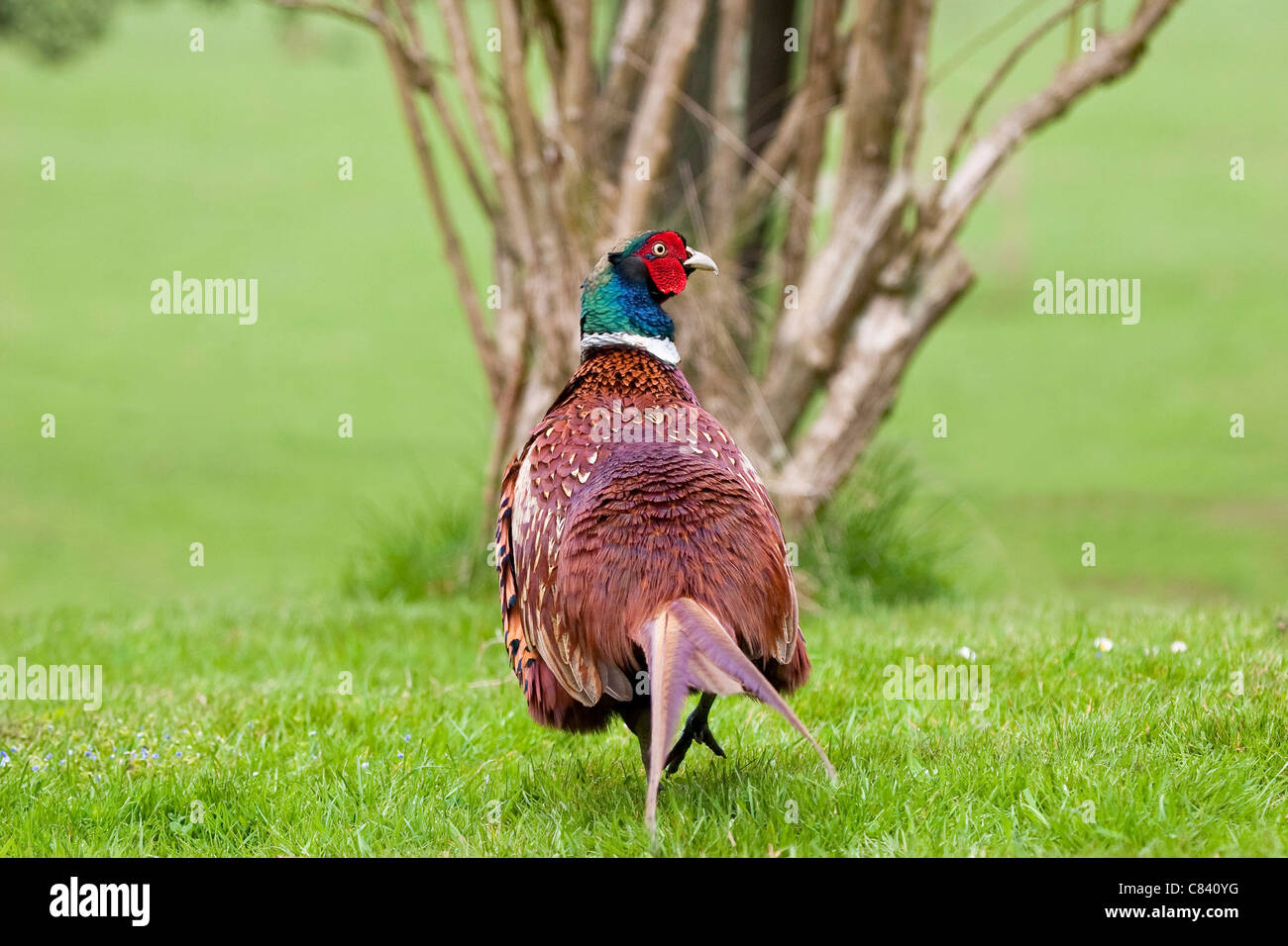 Pheasant male Full view of Plumage from Rear Stock Photo - Alamy