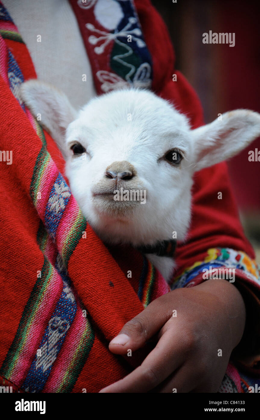 LAMB IN PERU Stock Photo - Alamy