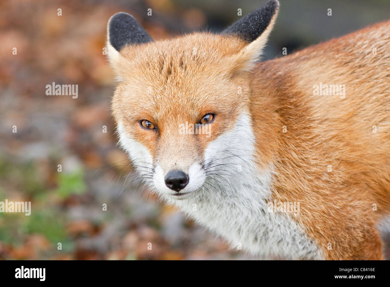 Red fox nose hi-res stock photography and images - Alamy