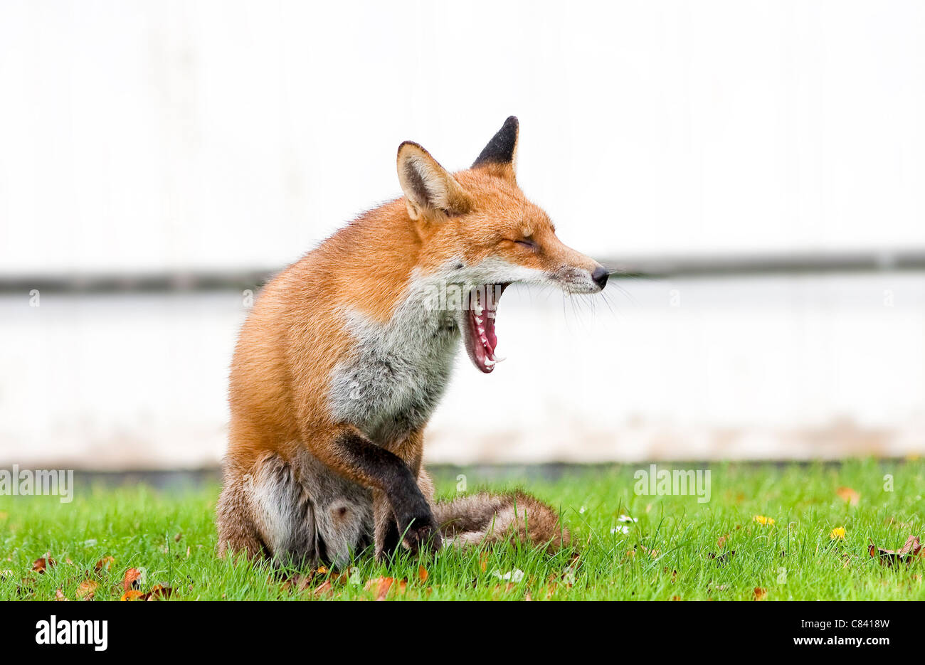 Fox teeth hi-res stock photography and images - Alamy