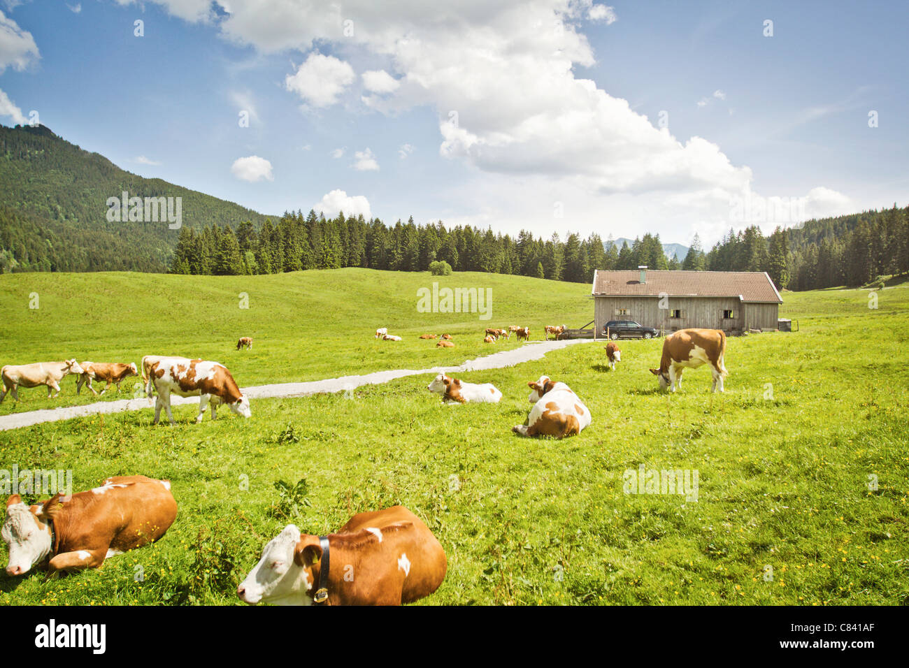 House for cattle hi-res stock photography and images - Alamy
