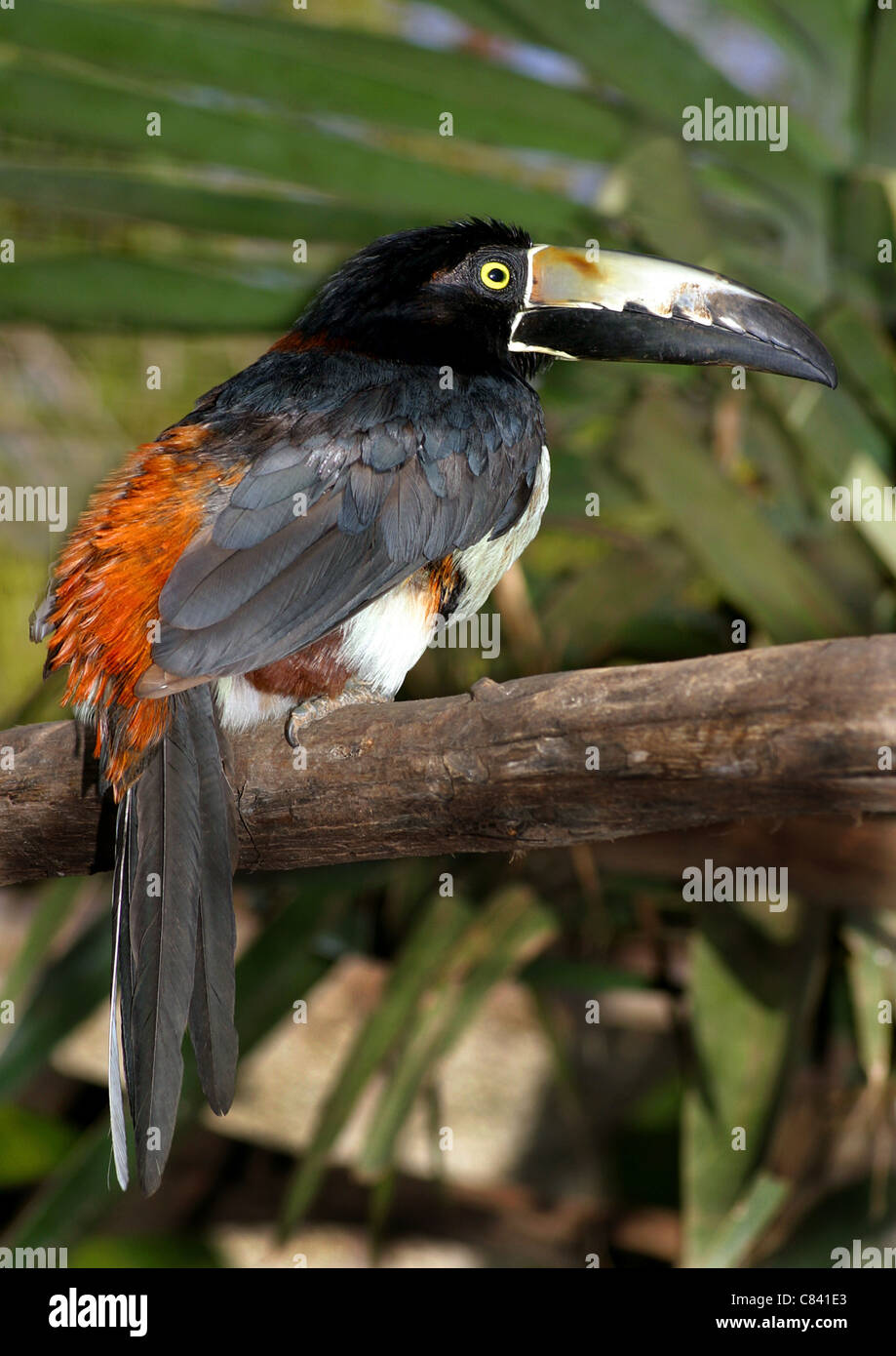 Collared Aracaris High Resolution Stock Photography and Images - Alamy