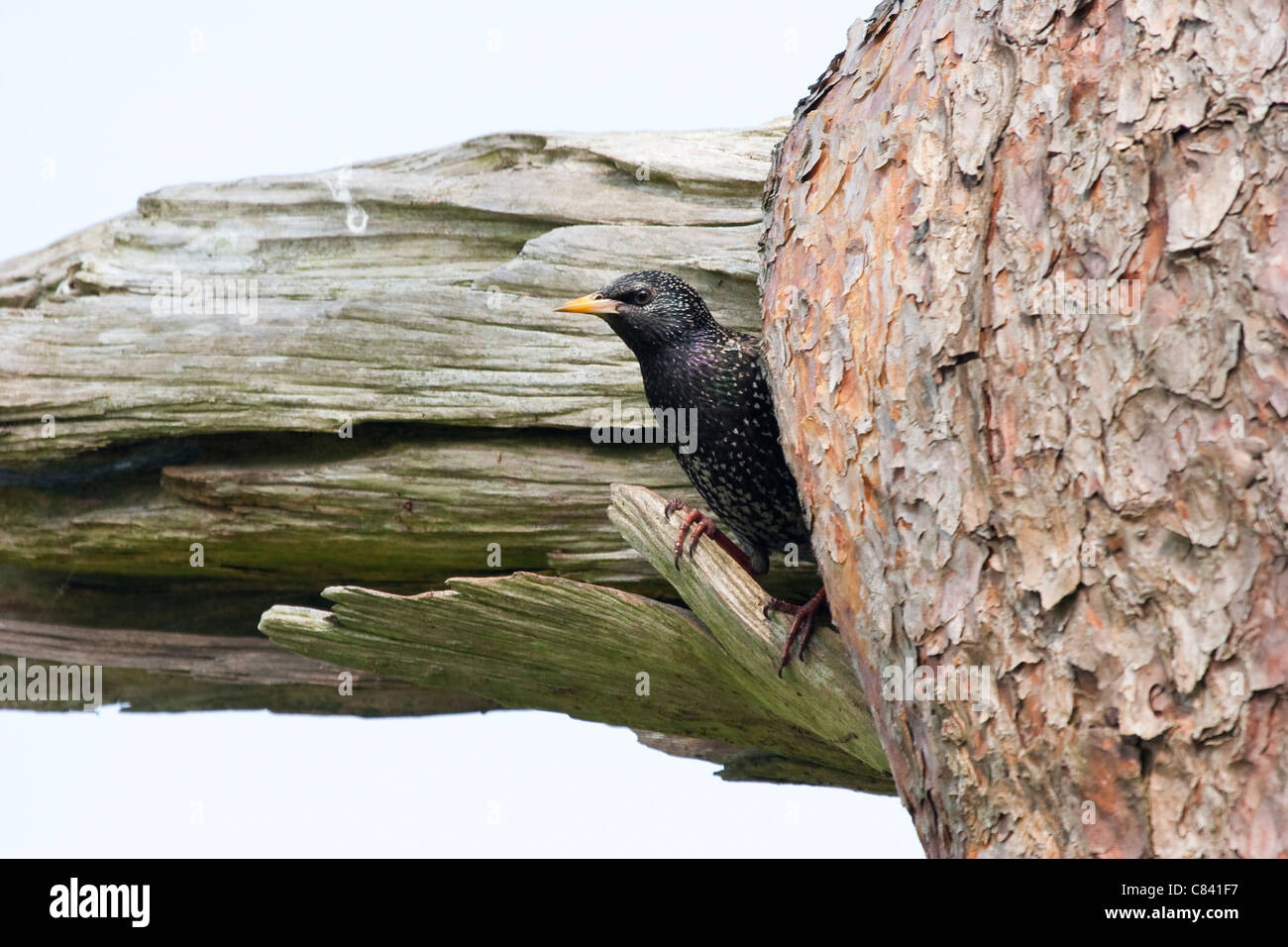 Starling in Summer Breeding Plumage Looking Out From Pine Tree Stock ...