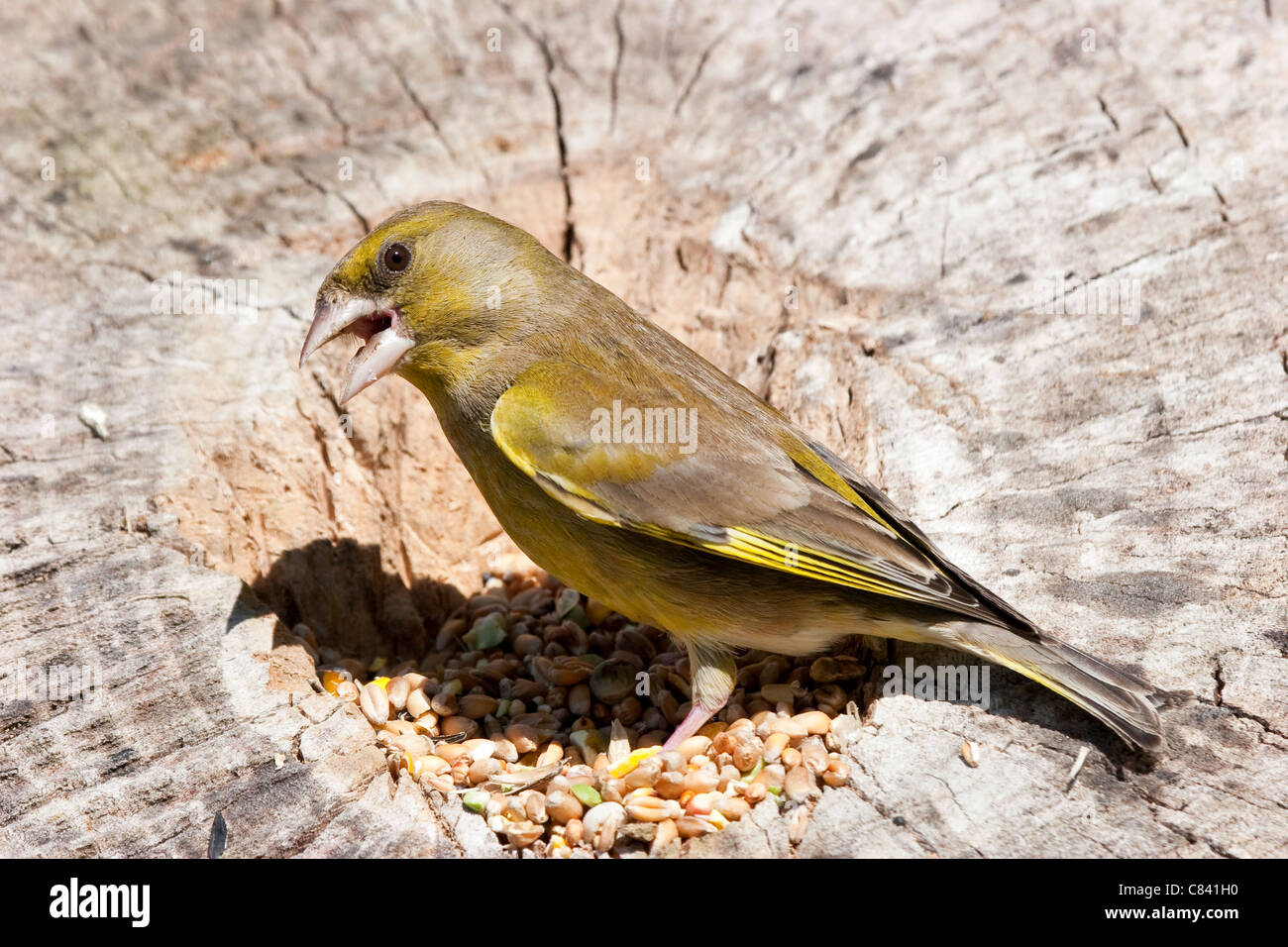 Sunlit Greenfinch on log with Seeds Showing Powerful Bill Stock Photo ...