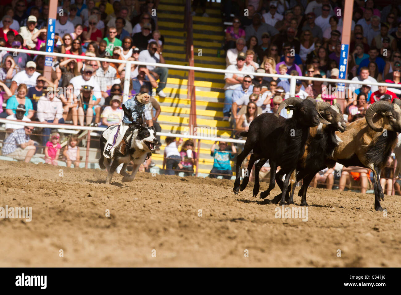 Monkeys riding Border Collies at the Angola State Prison Rodeo in ...