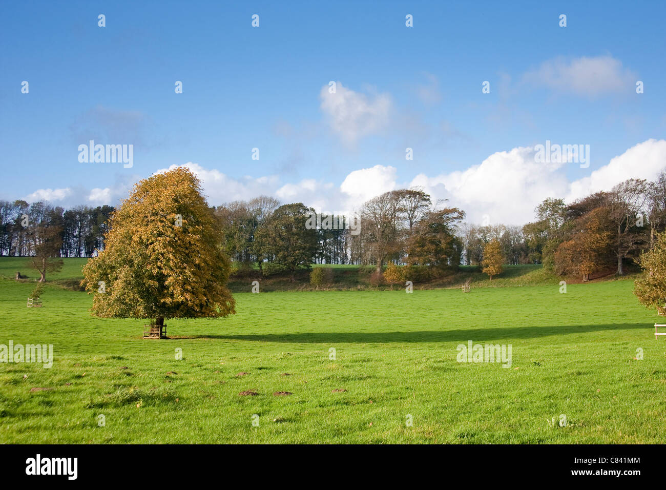 Tree casting long shadow on windy autumn day Stock Photo - Alamy