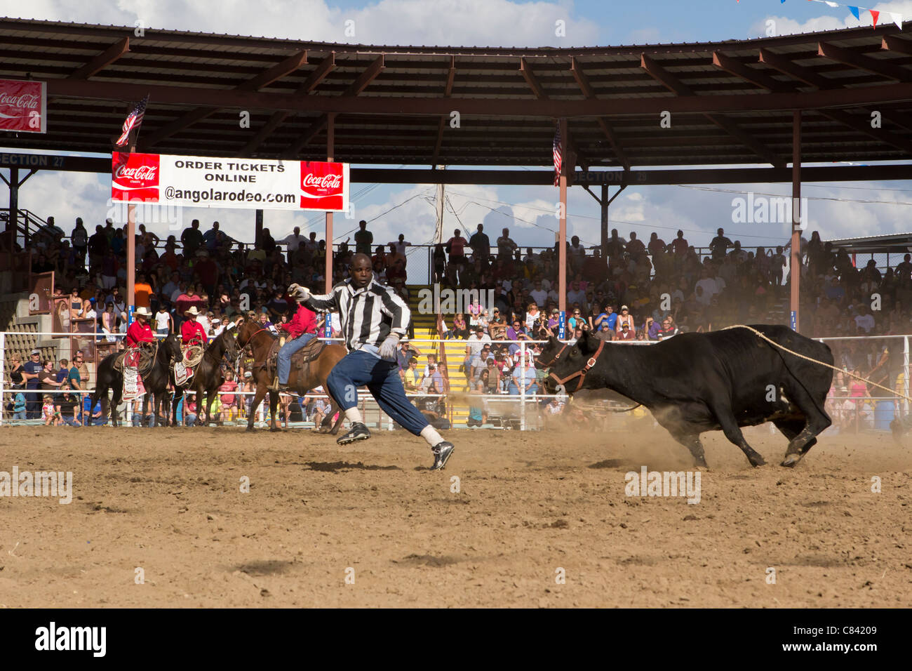Wild Cow Milking at the Angola State Prison Rodeo in Louisiana State ...