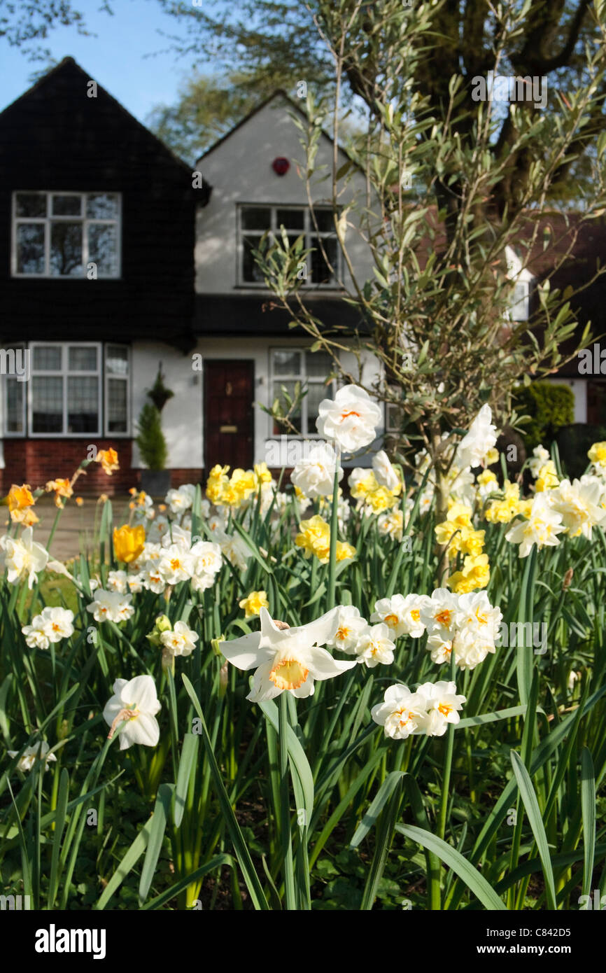 Daffodils in bloom outside a house in spring Stock Photo - Alamy