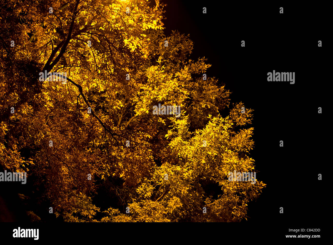 A picture of a tree on a clear autum night with street lights ...