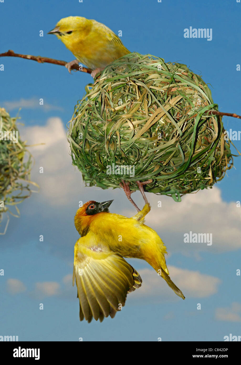 Spotted backed weavers hi-res stock photography and images - Alamy