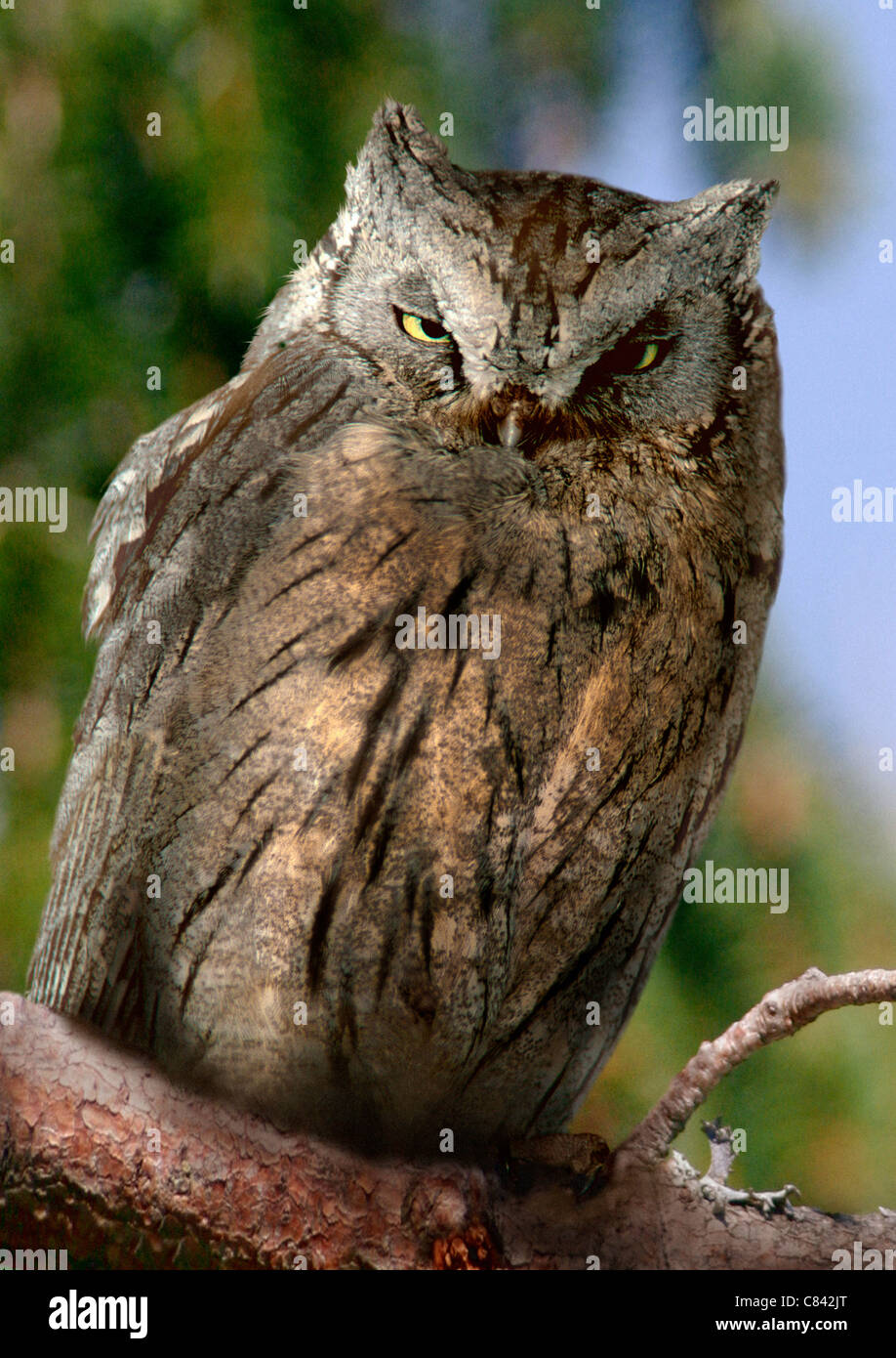European Scops Owl / Otus scops Stock Photo - Alamy