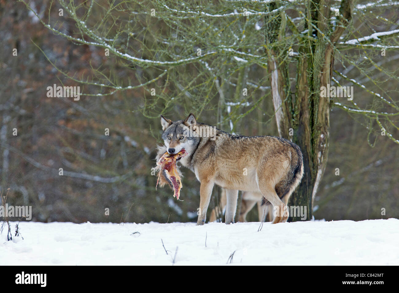 gray wolf with prey in snow / Canis lupus Stock Photo - Alamy