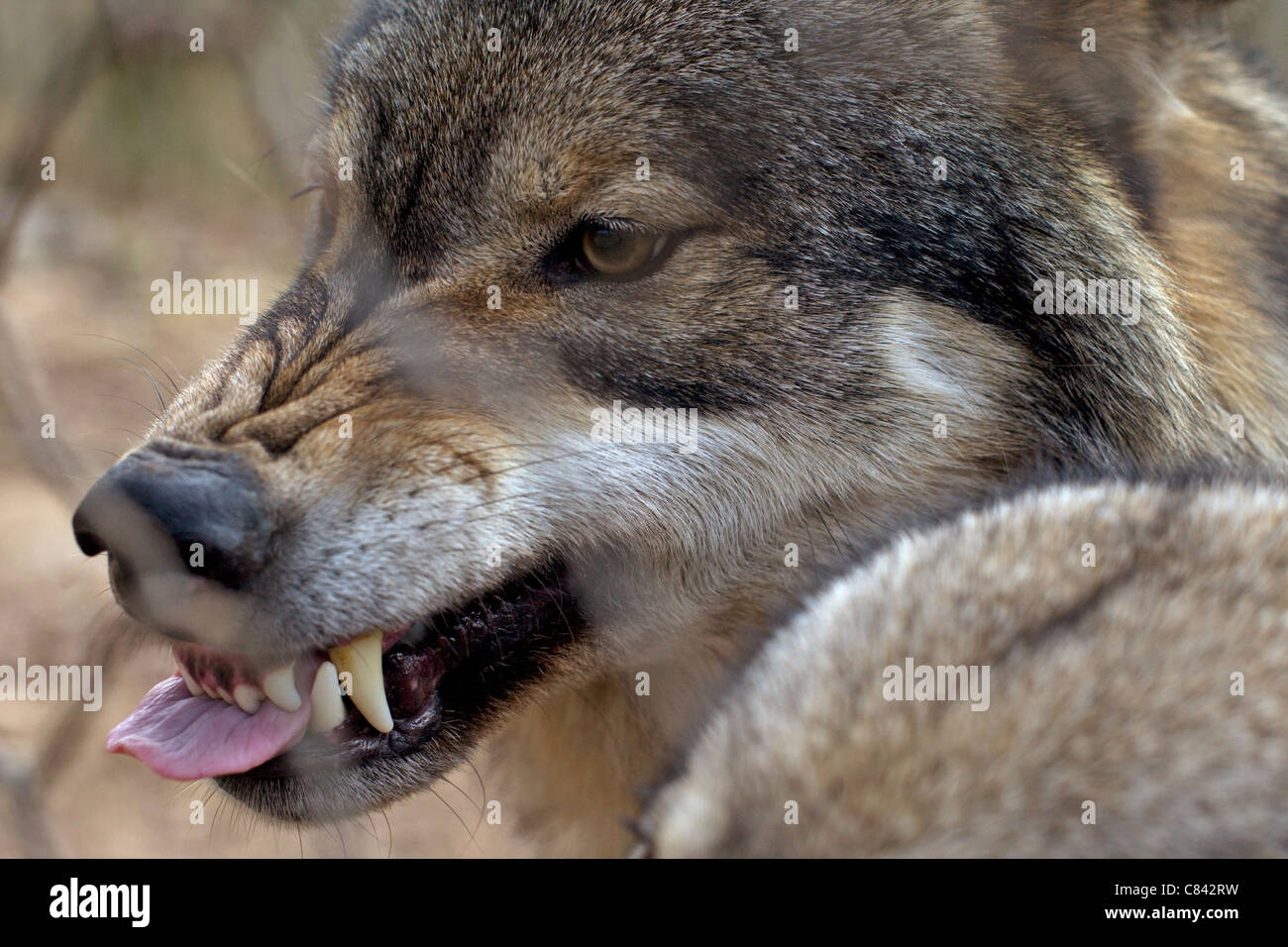 Angry wolves hi-res stock photography and images - Alamy