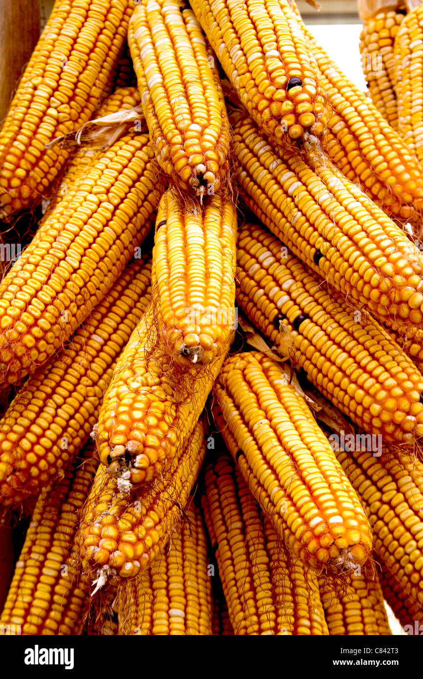 yellow ripe corn collected in autumn Stock Photo - Alamy