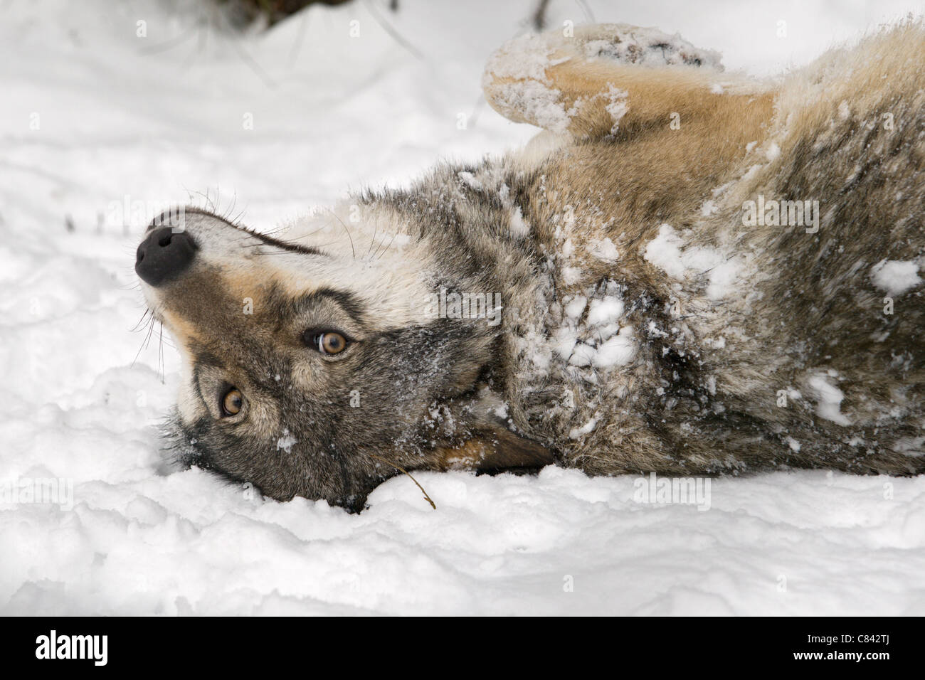 gray wolf - lying in snow Stock Photo - Alamy