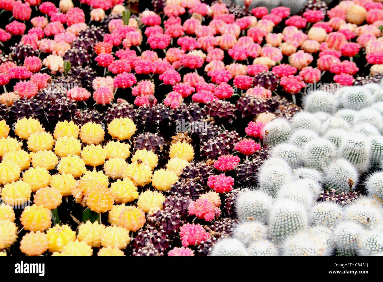 Color of the desert hi-res stock photography and images - Alamy