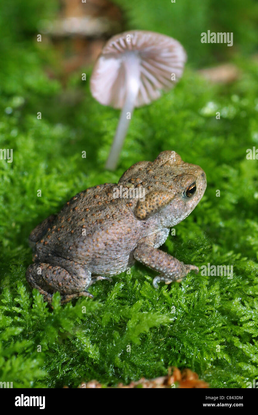 young Common toad / Bufo bufo Stock Photo - Alamy