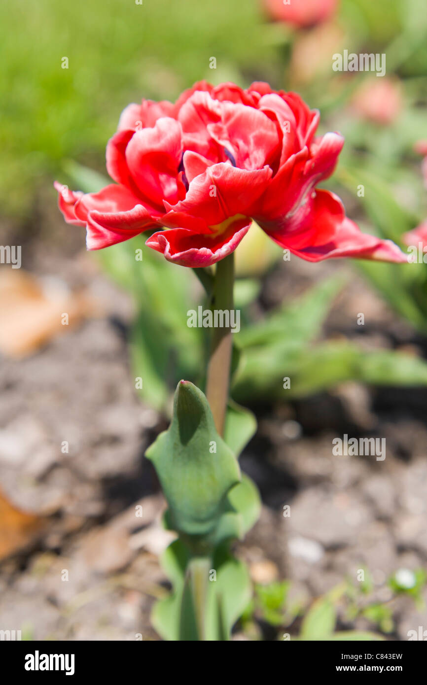 Red Tulip, Tulipa Stock Photo - Alamy