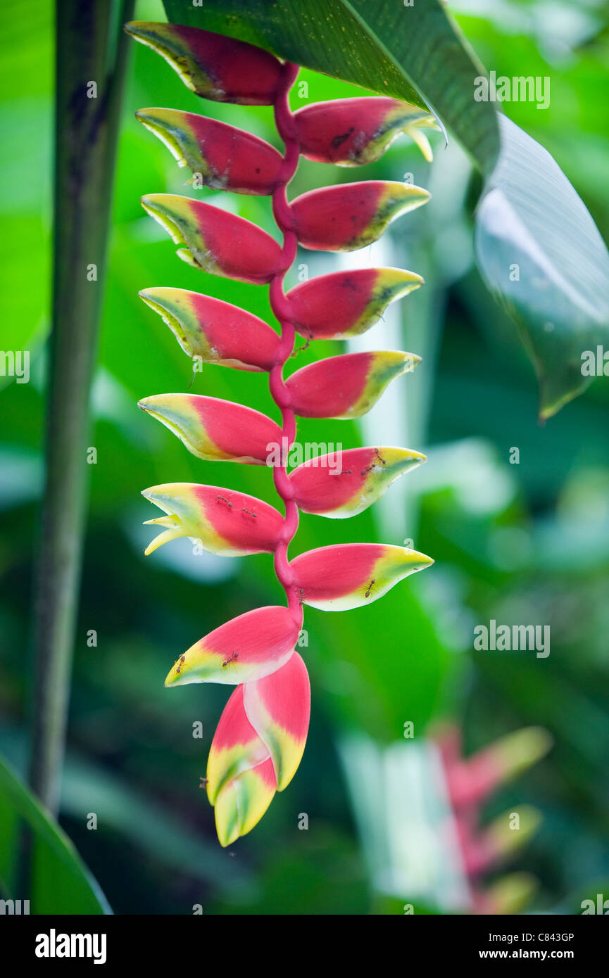 Heliconia Flower Adaptations