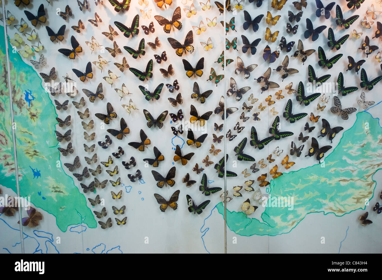 Butterfly exhibition hi-res stock photography and images - Alamy