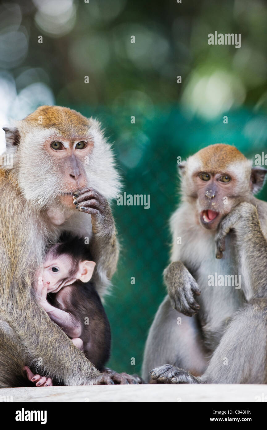 Macaque monkeys in Lake Gardens, Kuala Lumpur, Malaysia, South East ...
