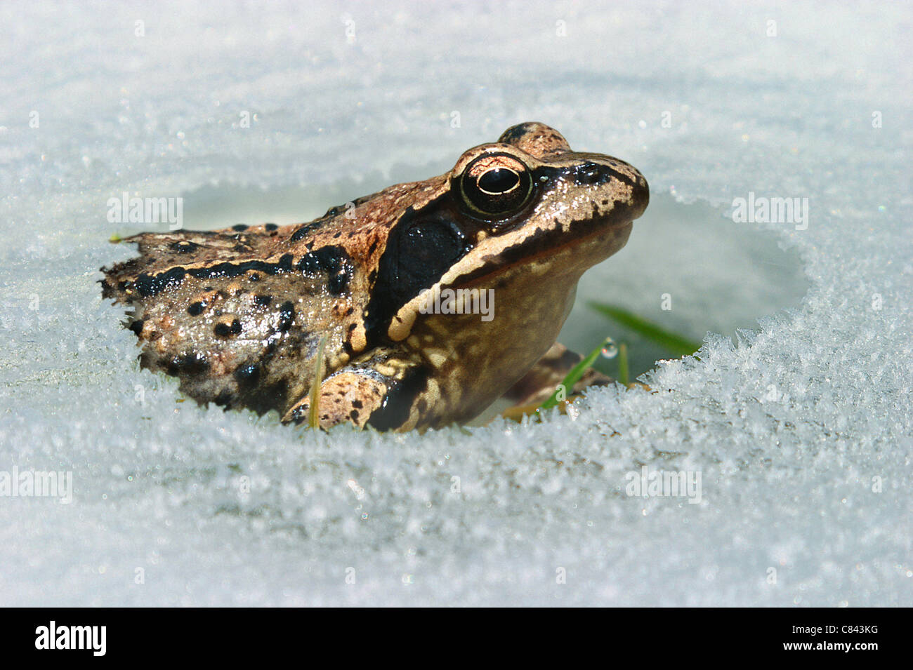 Frog rana temporaria snow hi-res stock photography and images - Alamy