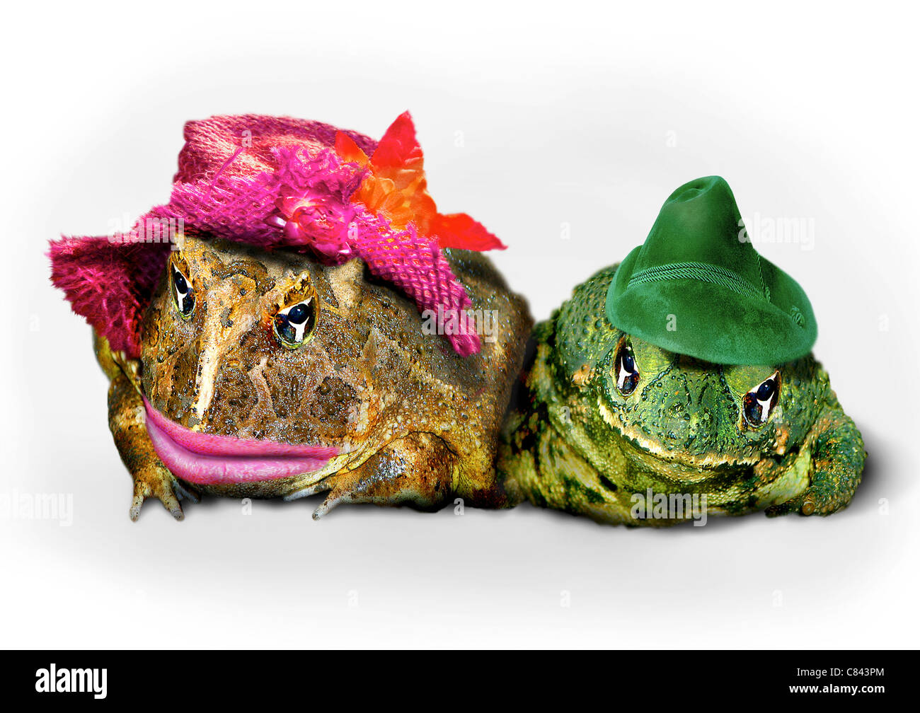 two Toads with hat Stock Photo - Alamy